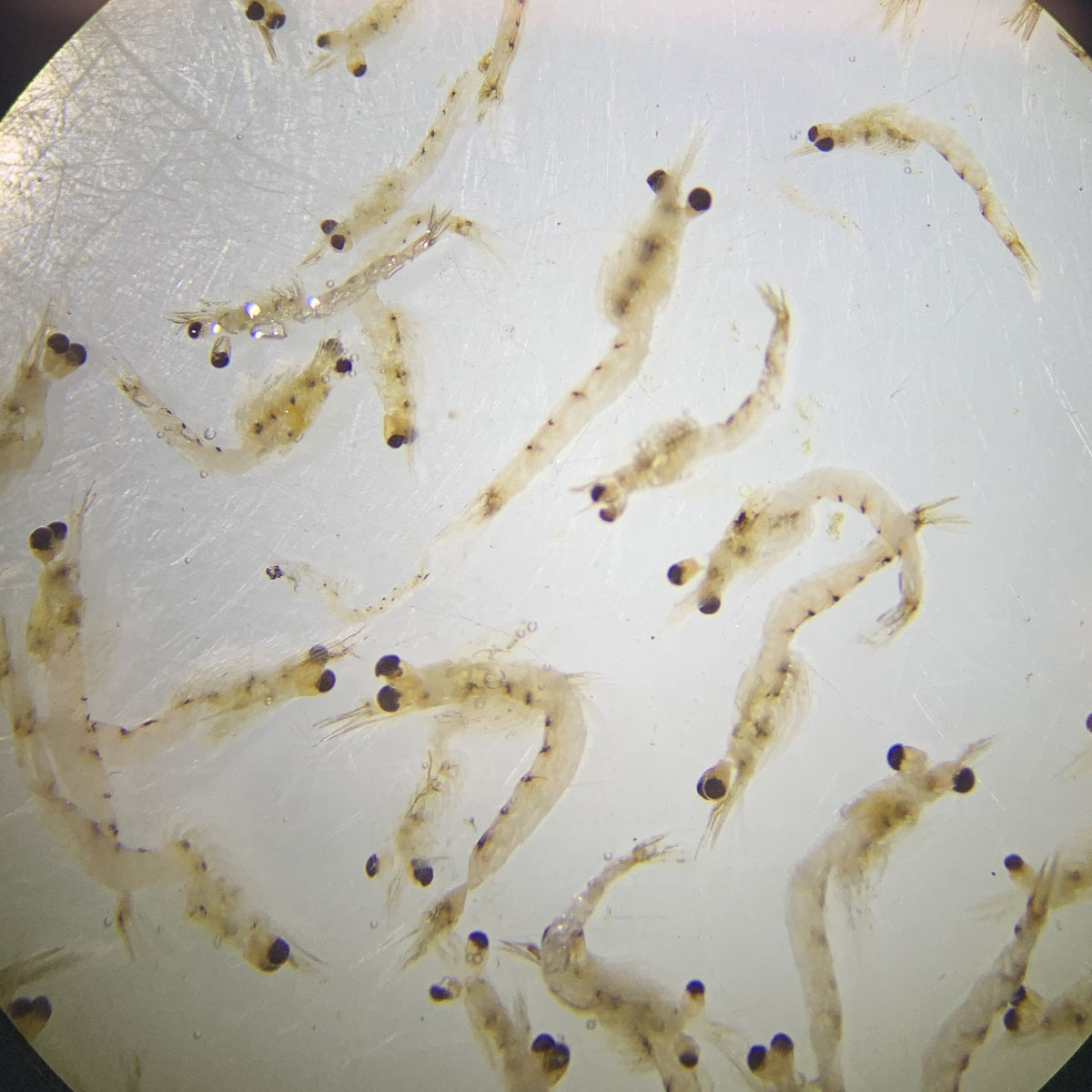 Why are kelp habitats so important to gray whales? – IndividuWhale