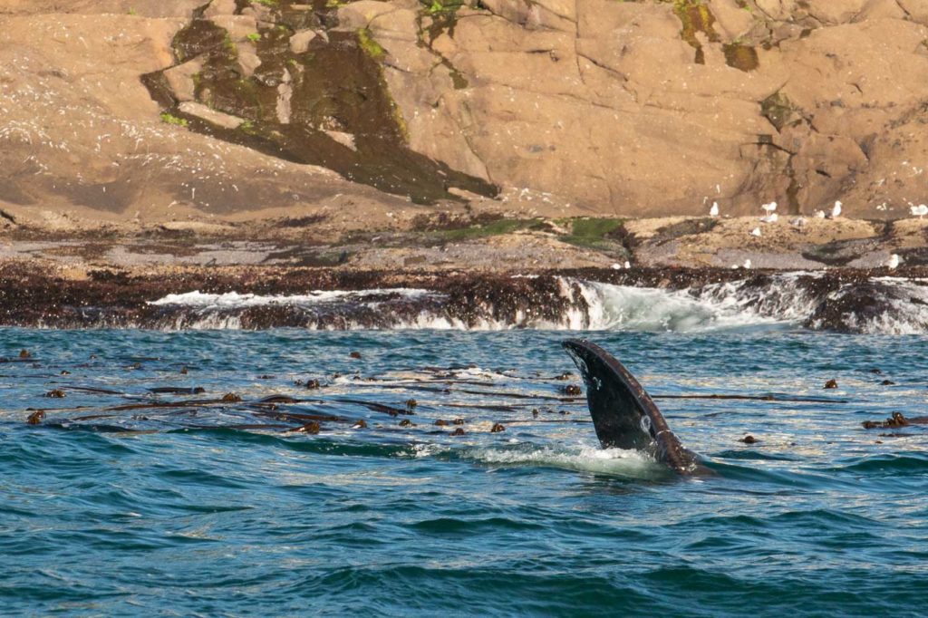 IndividuWhale – Meet the whales of the PNW