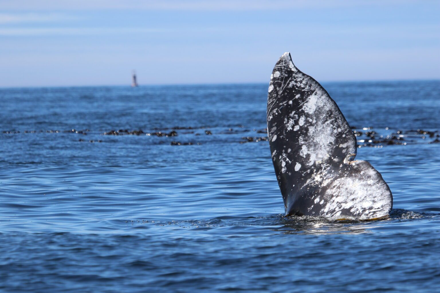 Meet the Whales – IndividuWhale