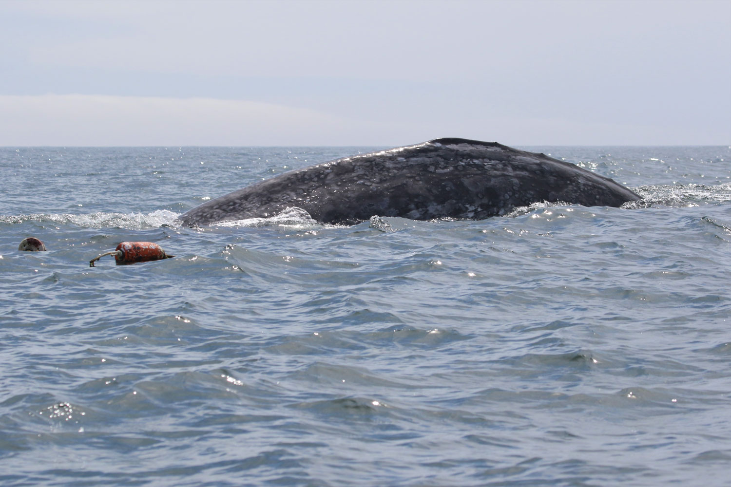 Impacts of Fisheries Entanglements – IndividuWhale