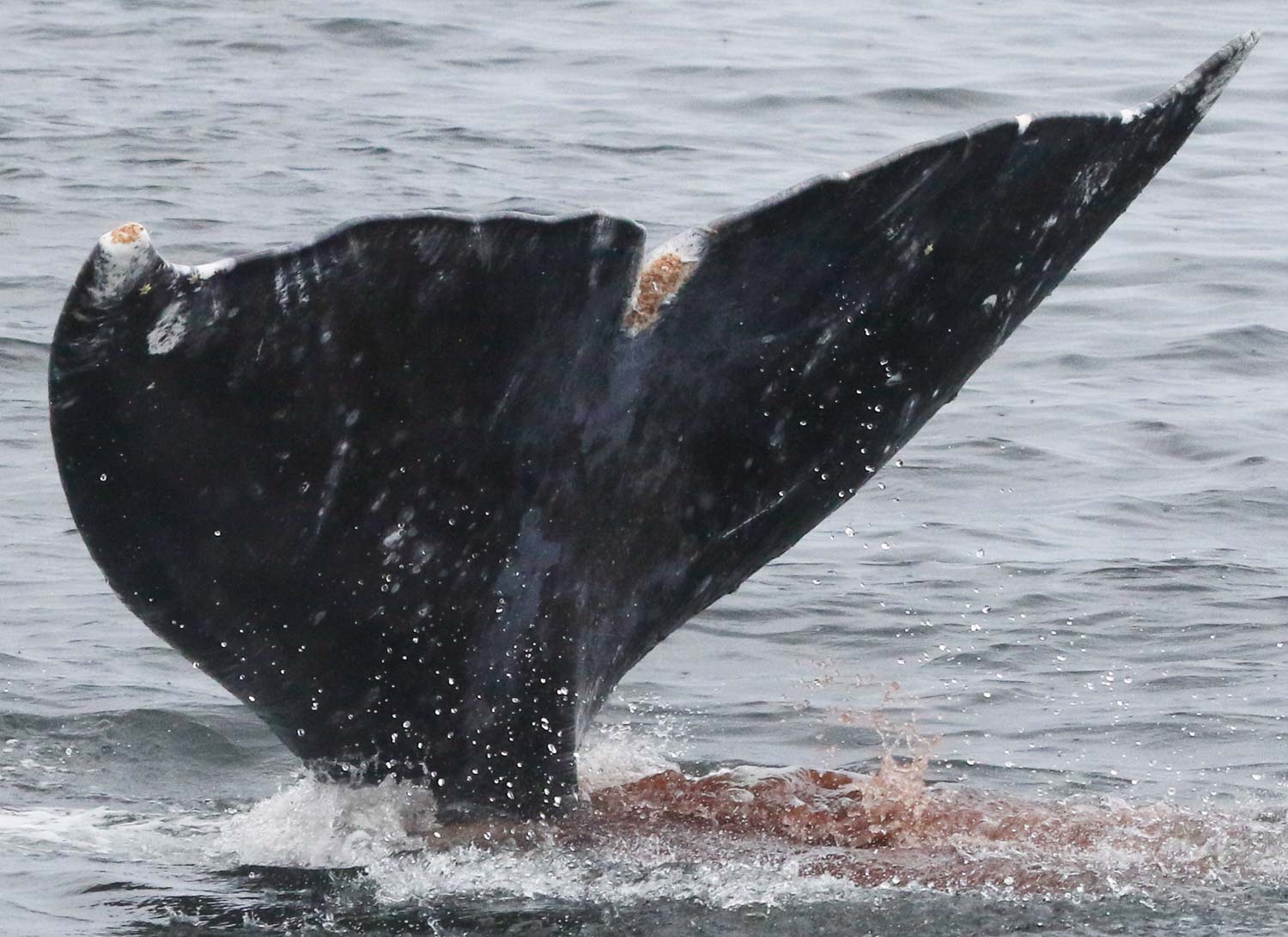 Why and How Do We Collect Whale Poop – IndividuWhale