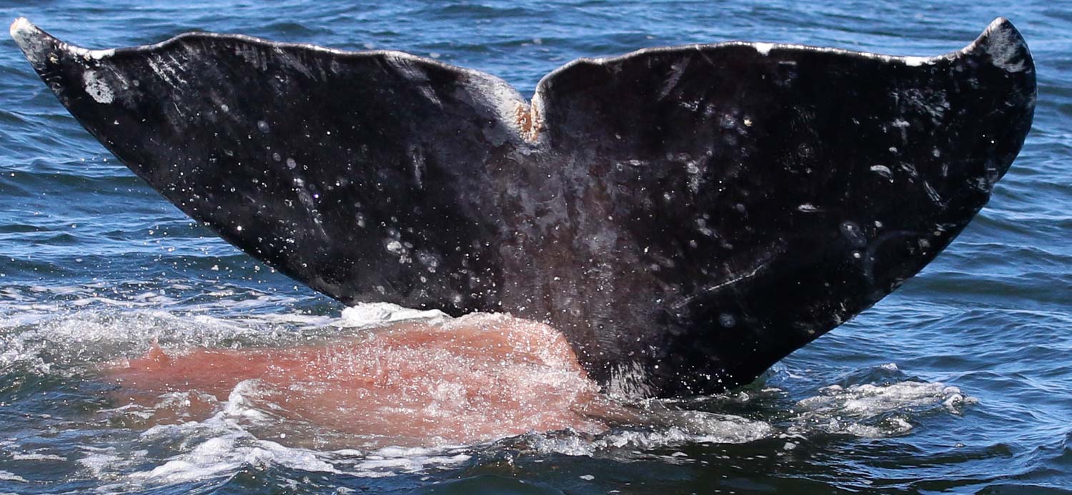 Why and How Do We Collect Whale Poop – IndividuWhale