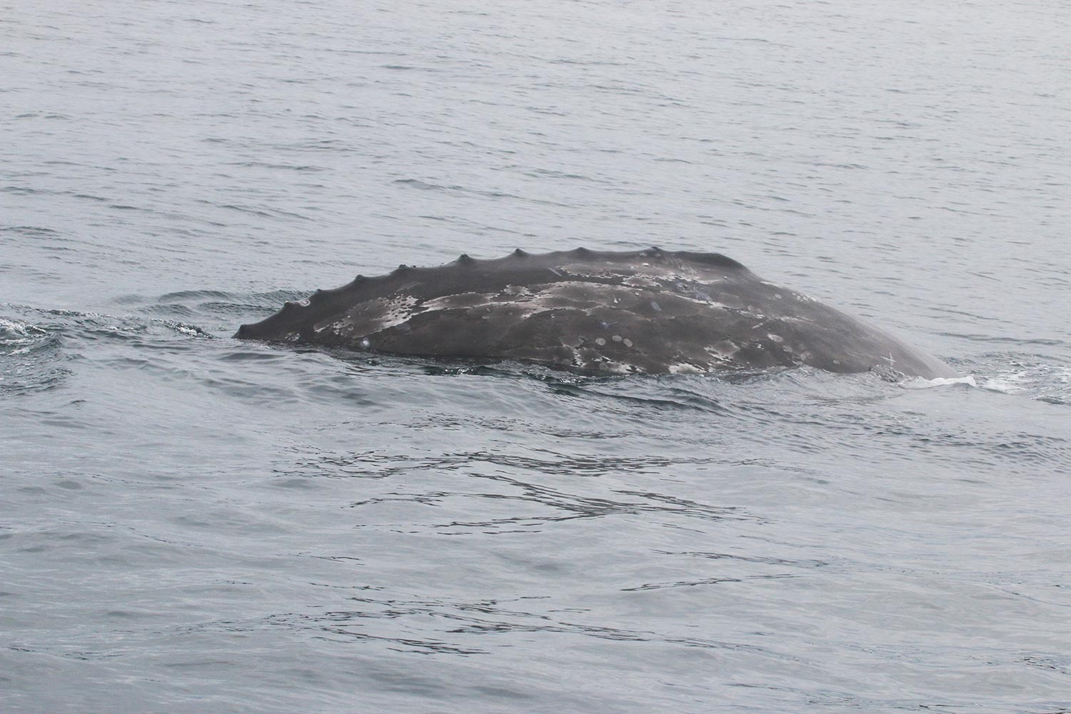 Moby Dick – IndividuWhale