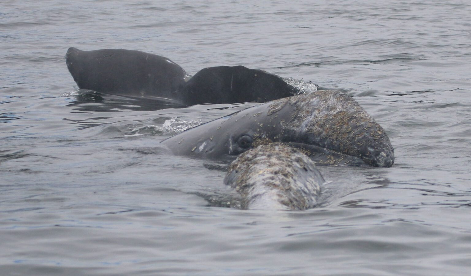 Reproduction – IndividuWhale